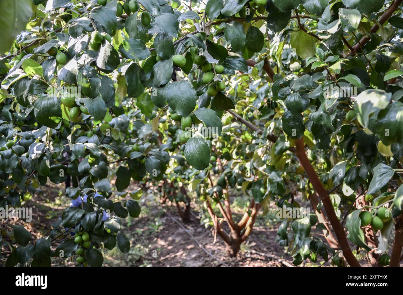 Apple ber (jujube) plant and fruits Stock Photo - Alamy