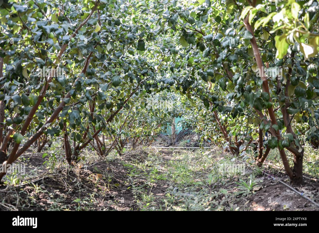 Apple ber (jujube) plant and fruits Stock Photo - Alamy