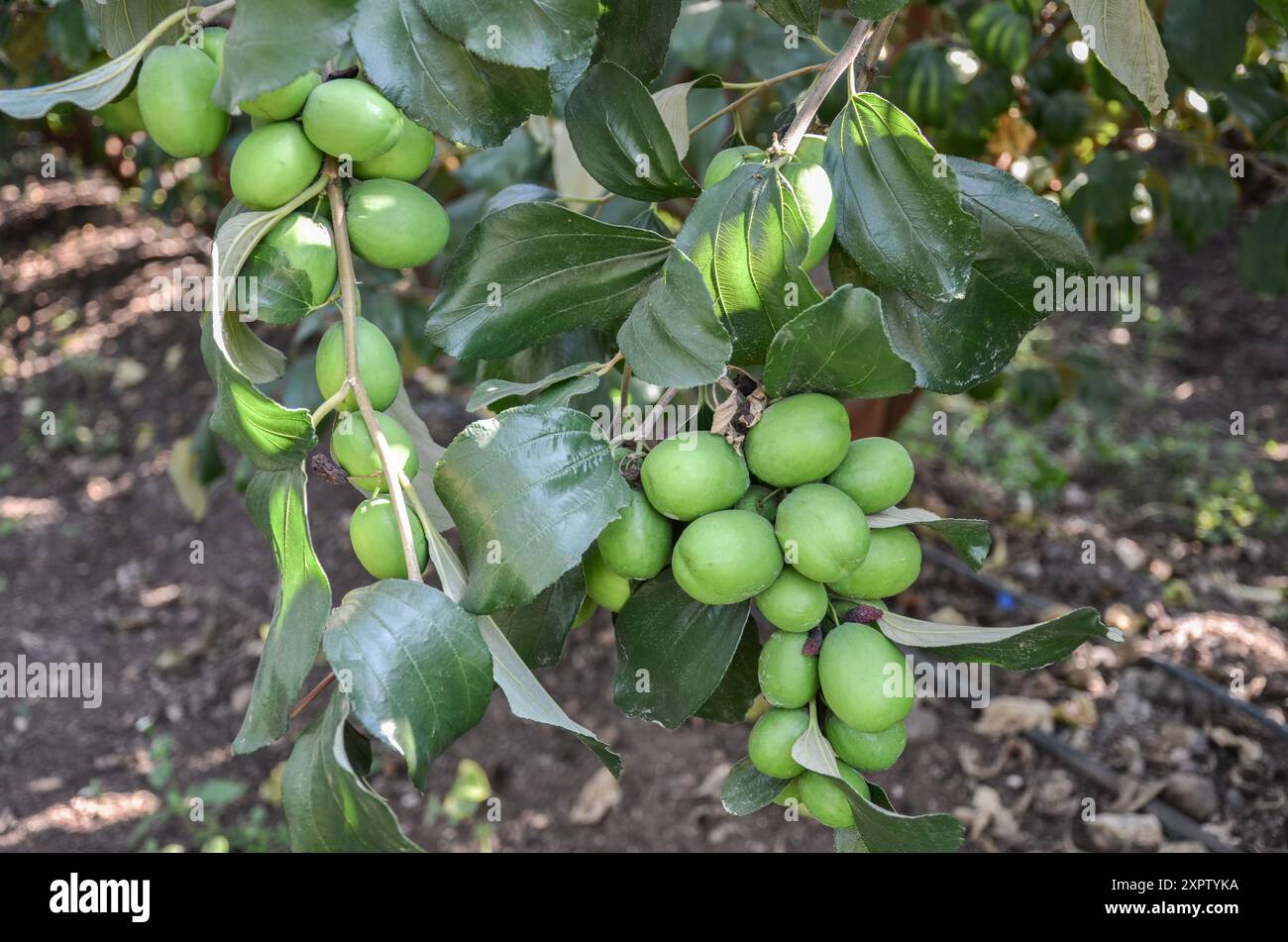 Ber fruits hi-res stock photography and images - Alamy