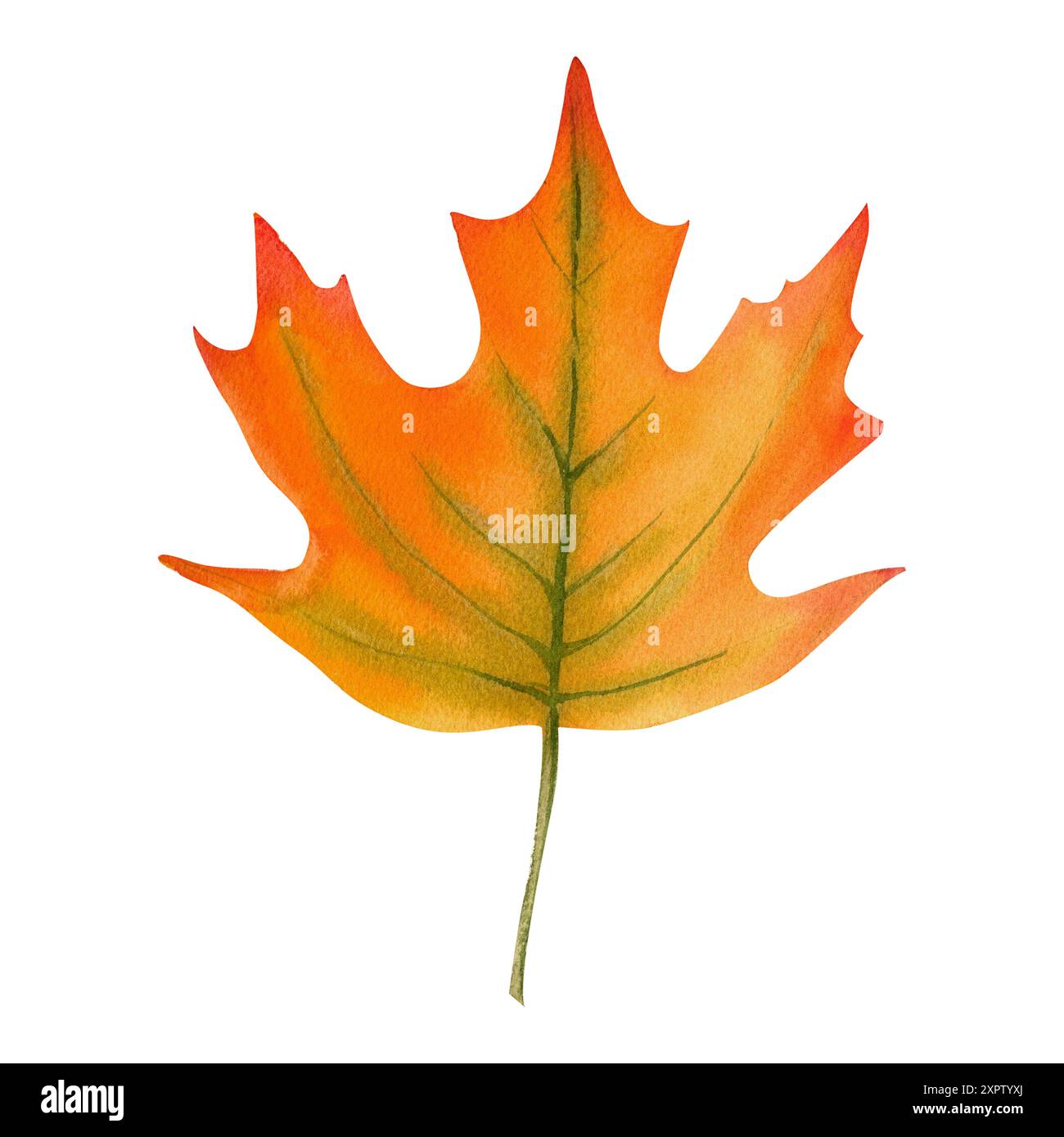 Tree yellow orange and red fall leaves. Autumn foliage watercolor ...
