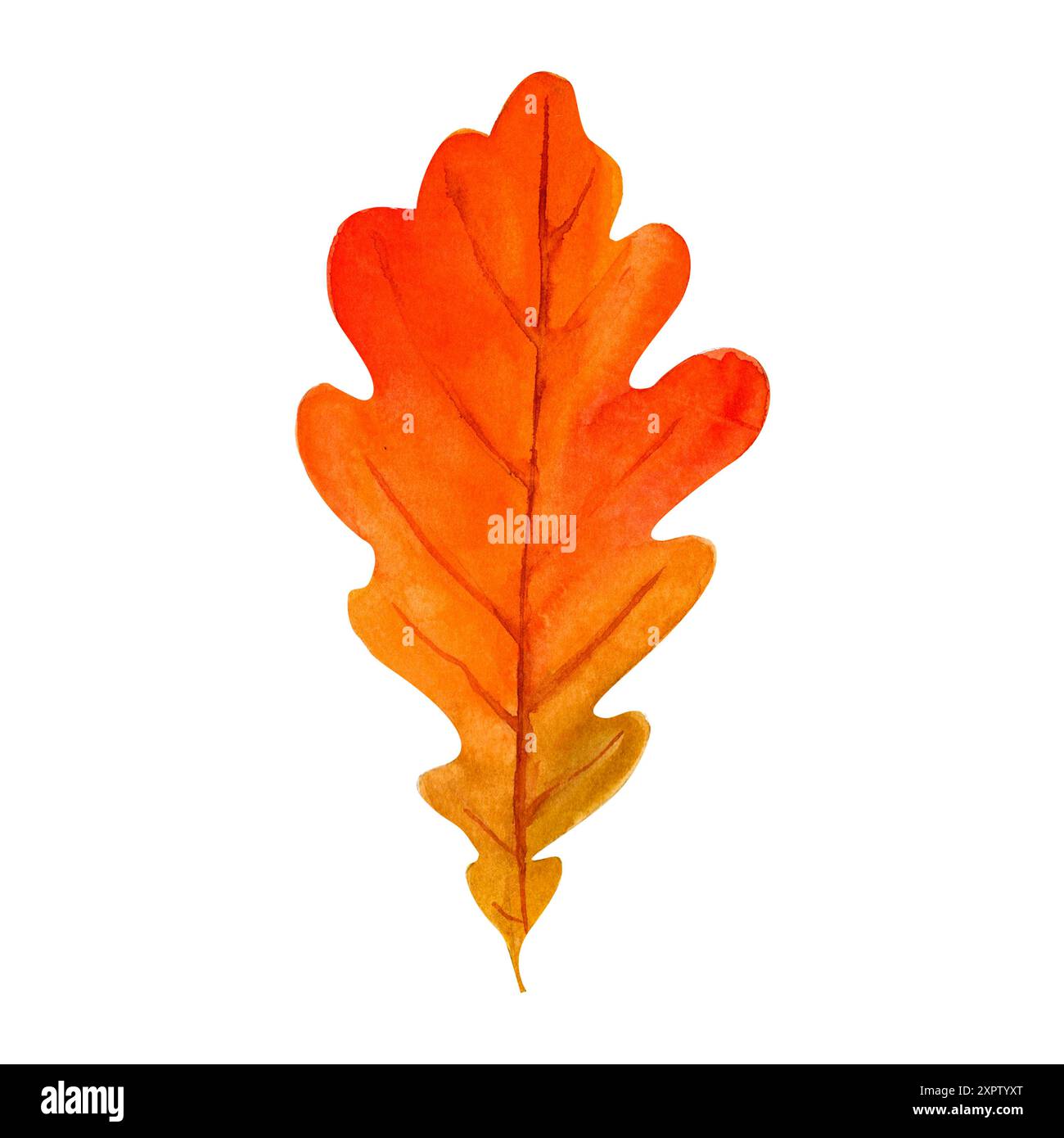 Tree yellow orange and red fall leaves. Autumn foliage watercolor ...