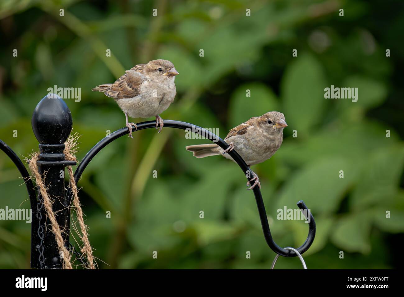 Two house Sparrows Stock Photo - Alamy