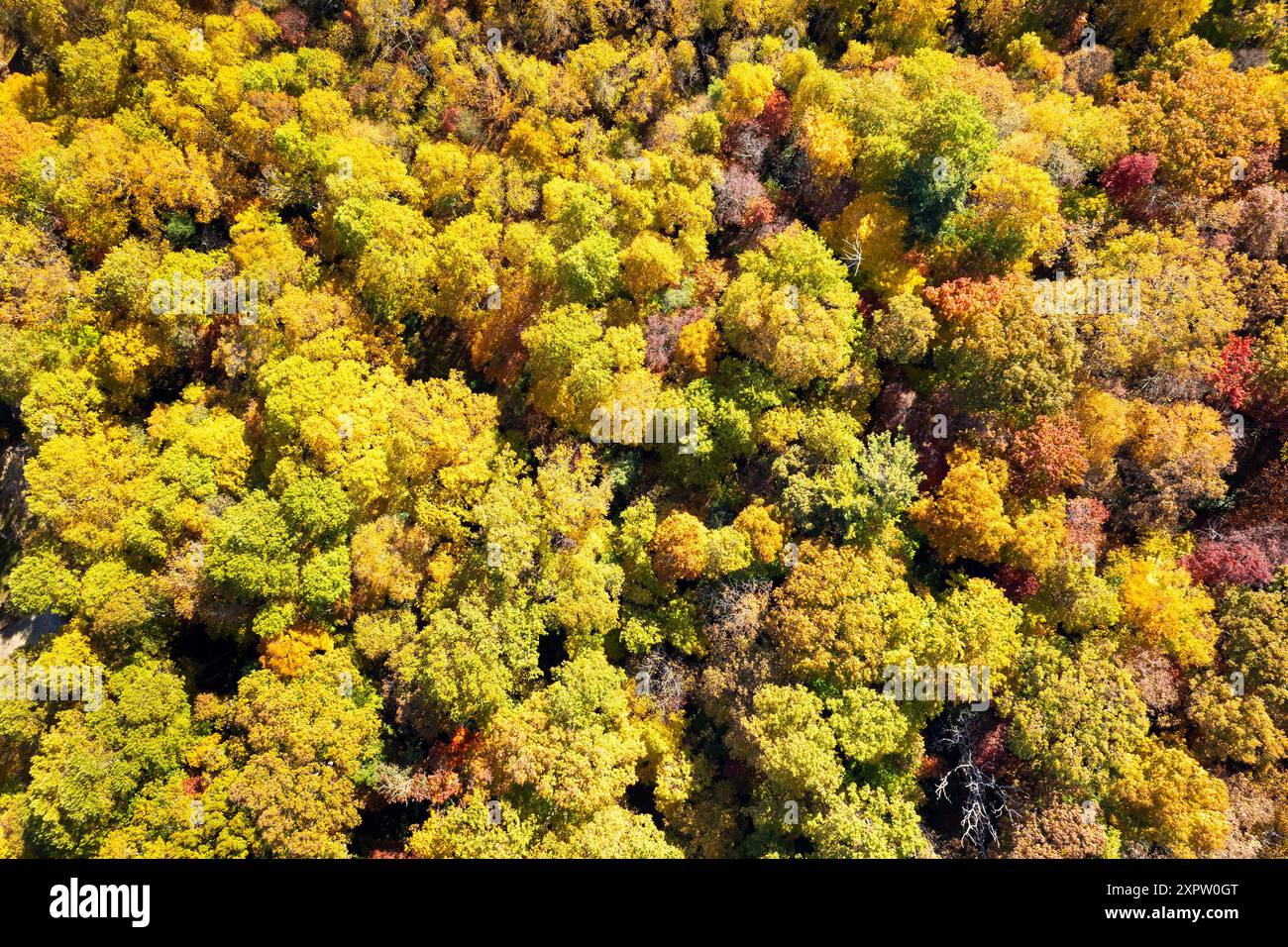 Colorful forest with yellow canopies in autumn. Landscape of wild woods ...