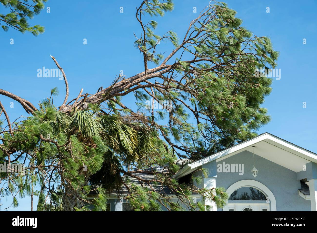 Damage to Florida house roof from uprooted tree after hurricane ...
