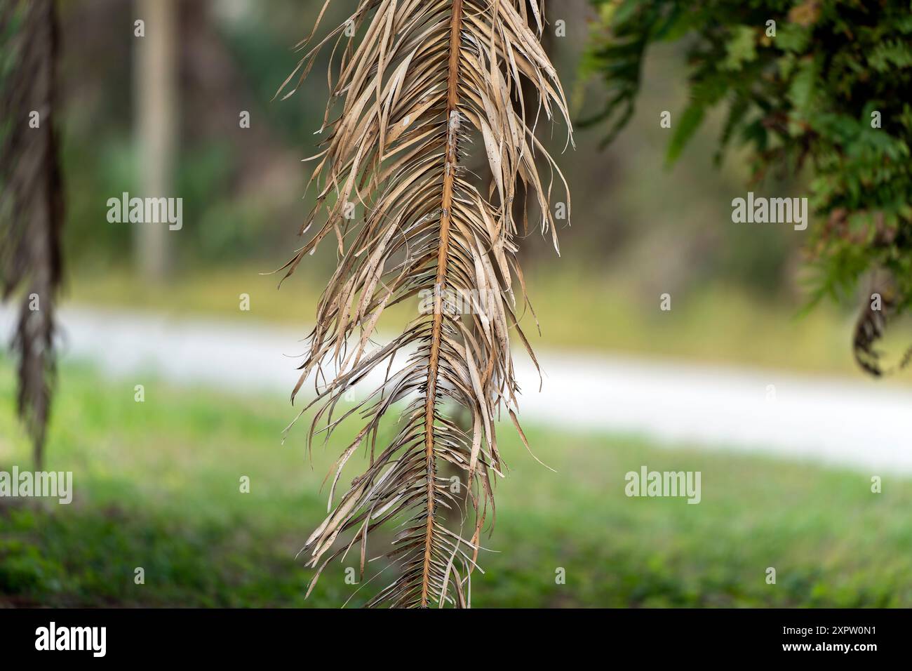 Dead palm tree with dry branches on Florida home backyard. Tree removal ...