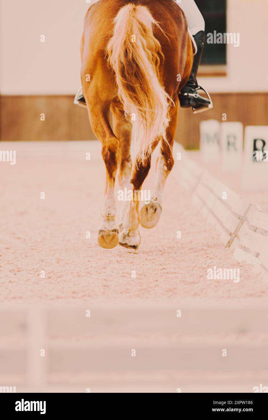 A rear view of a sorrel horse with its long tail as it gallops at a ...