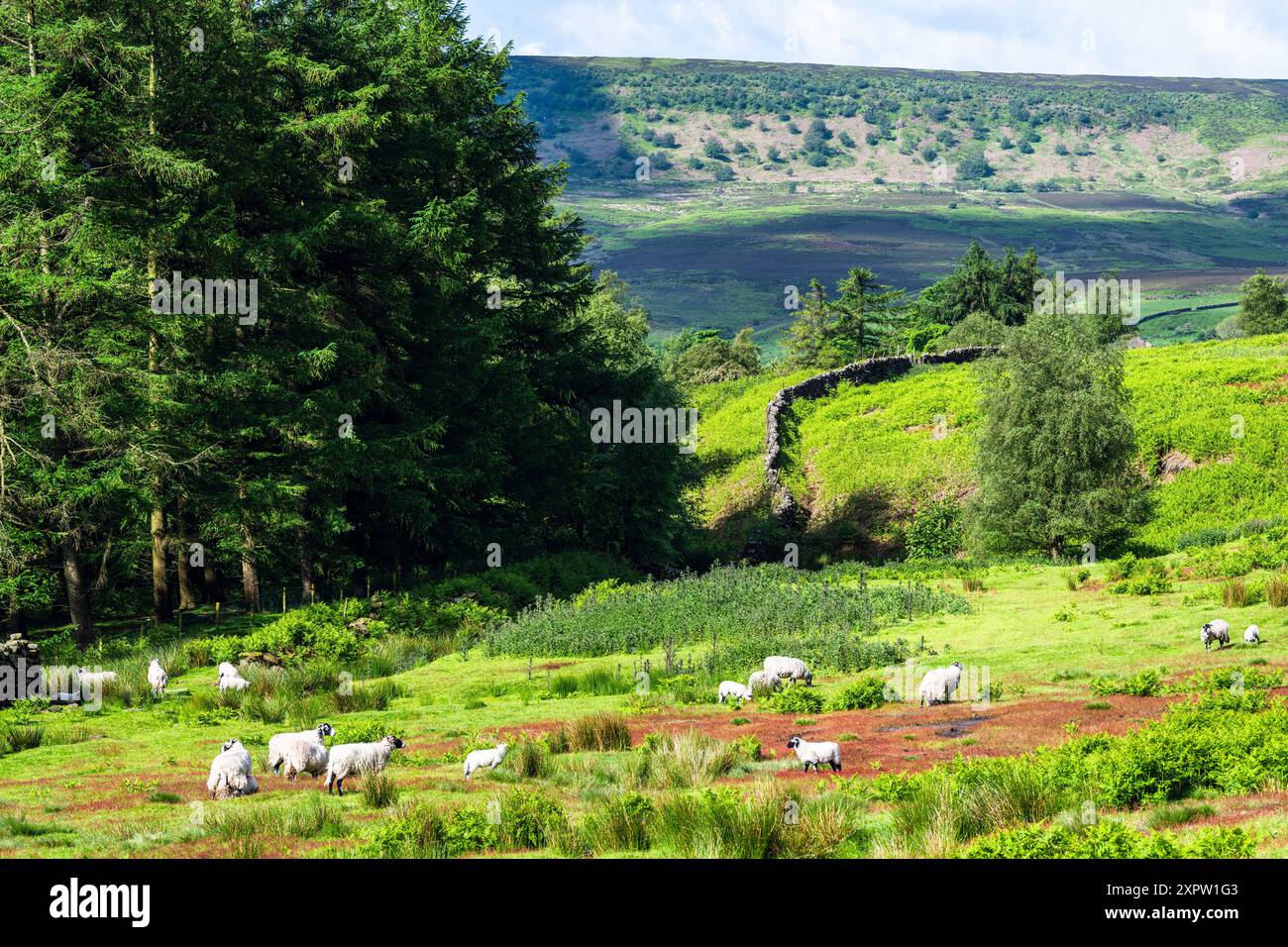 Farms in North York Moors National Park, Yorkshire, England Stock Photo ...