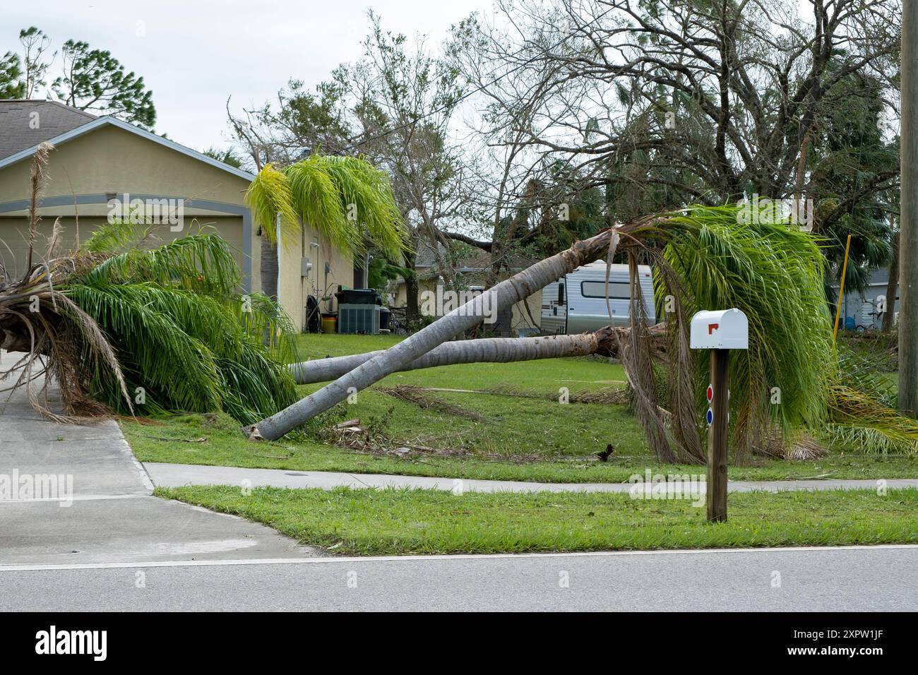 Hurricane damage to palm tree on Florida house backyard. Fallen down ...