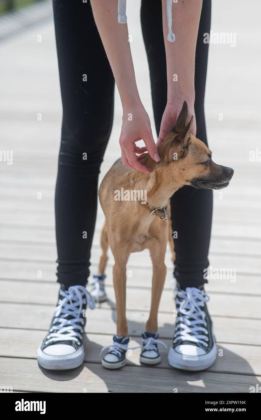 Faceless woman and cute little dog walking in matching sneakers ...