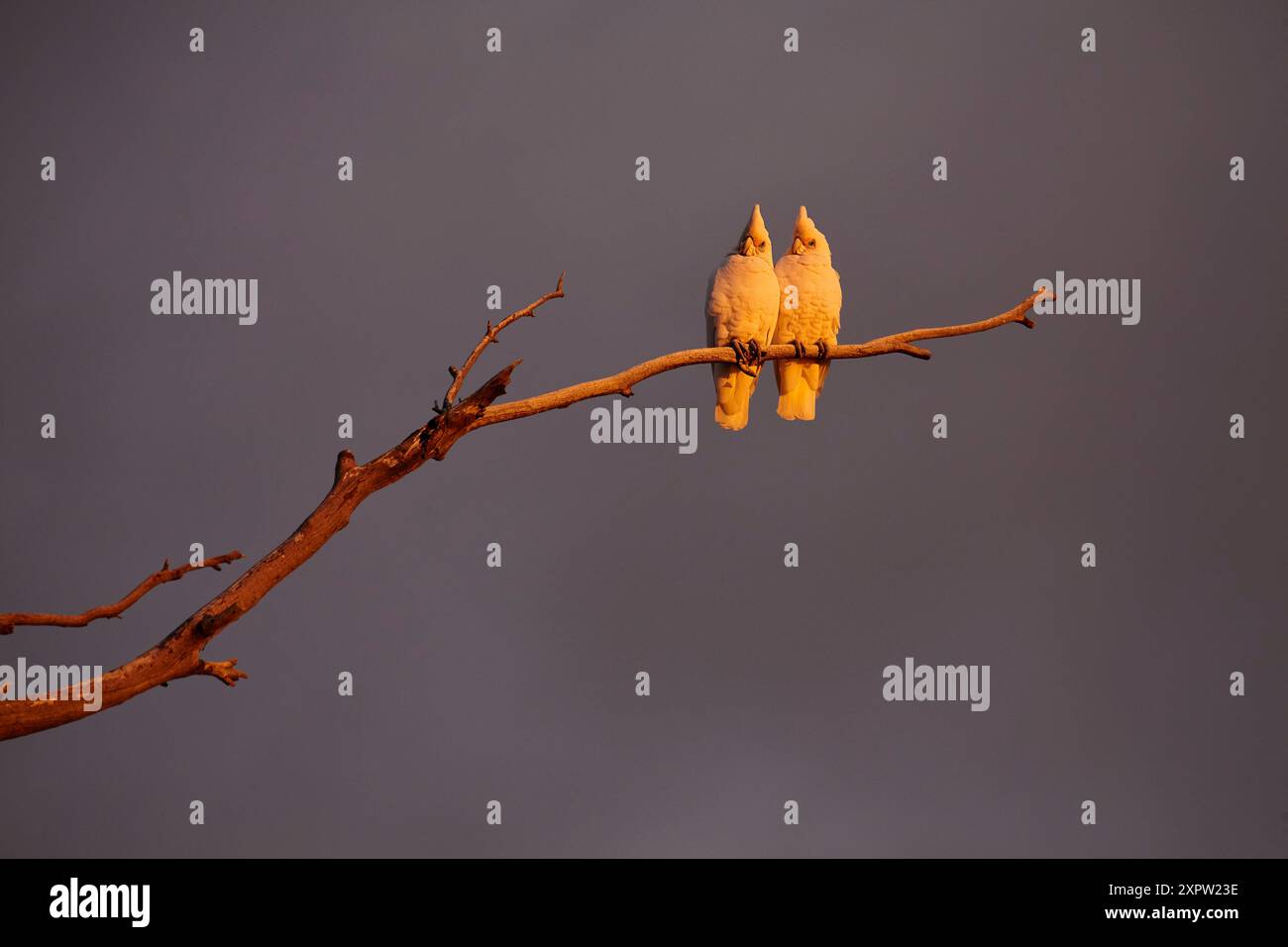 Late light on Little Corellas ( Cacatua sanguinea ); Blanchewater Ruins ...