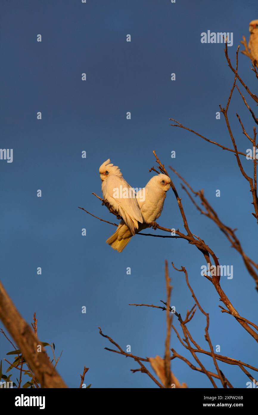 Little Corellas ( Cacatua sanguinea ), Mt Dare, outback South Australia ...