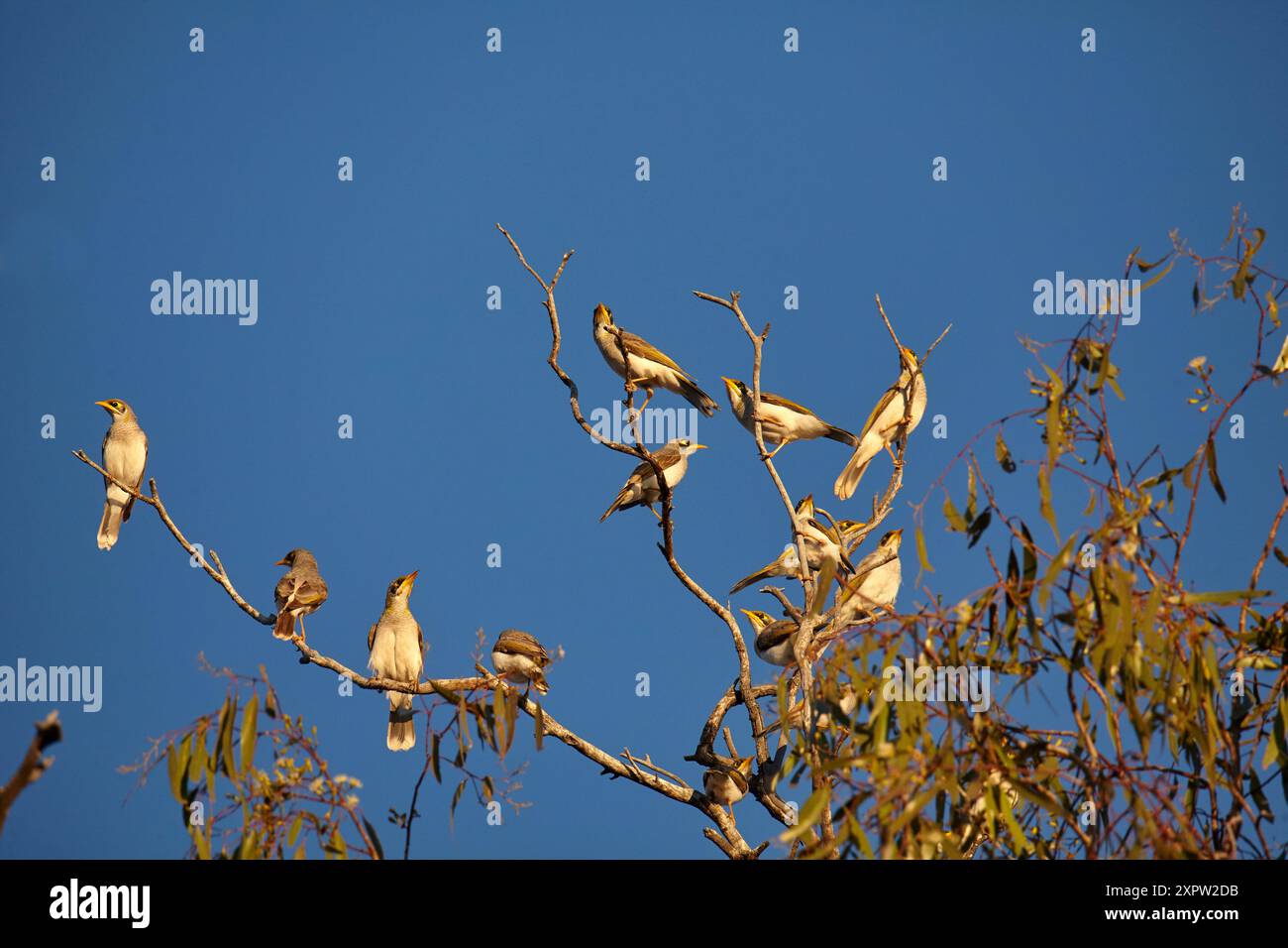 Yellow-throated miners (Manorina flavigula), Lake Houdraman, Quilpie ...