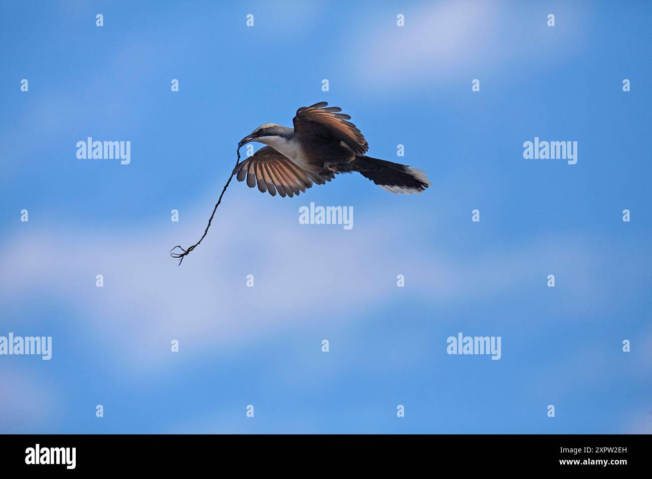 Grey-crowned Babbler ( Pomatostomus temporalis ) building nest, Lake ...