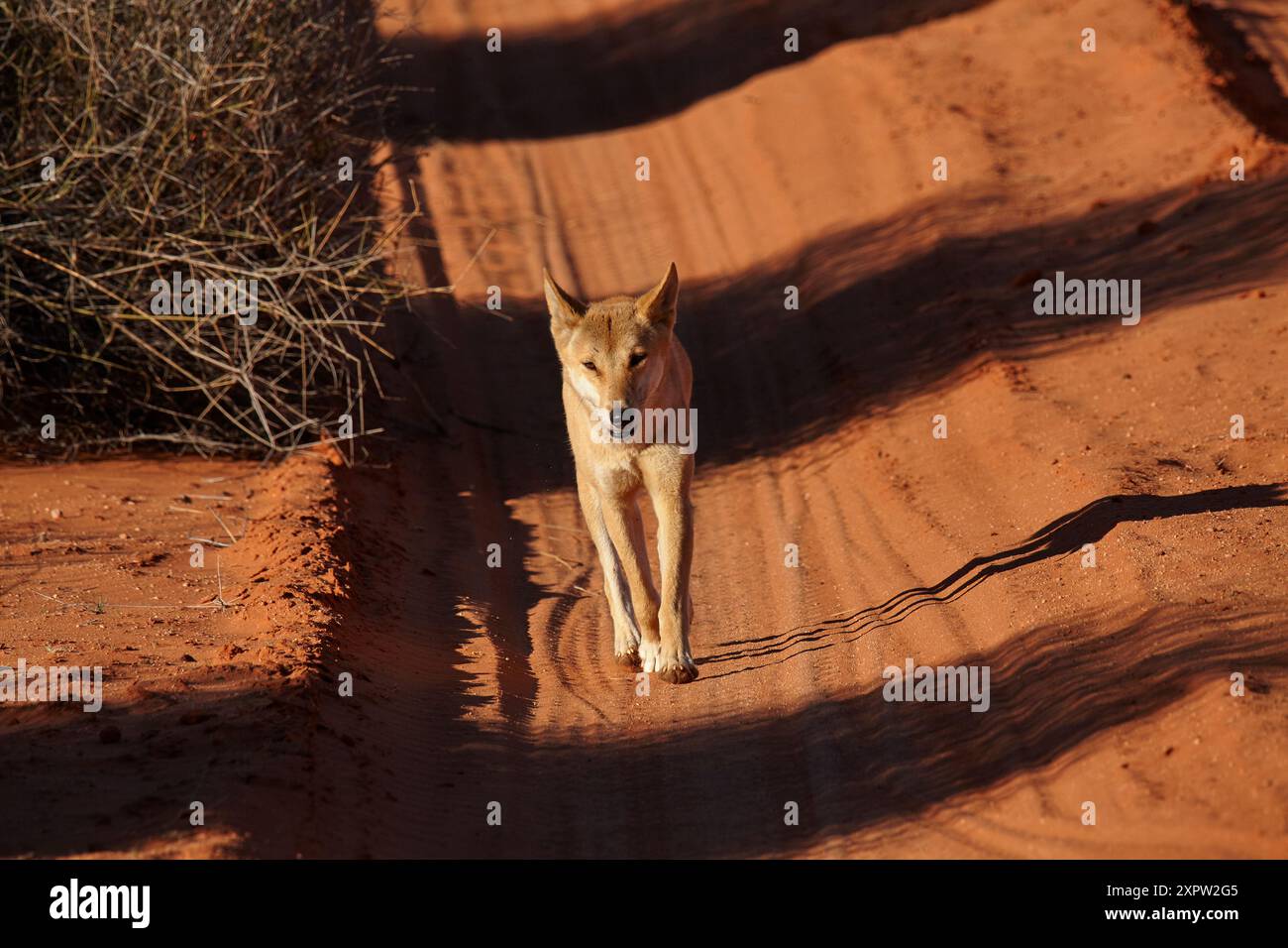 Simpson desert animals hi-res stock photography and images - Alamy