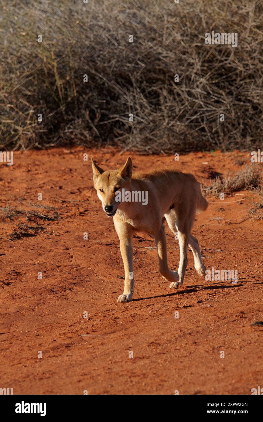 Simson desert hi-res stock photography and images - Alamy