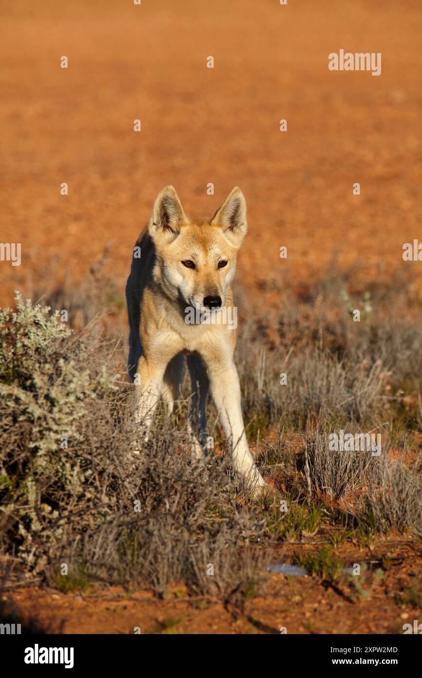 Dingo (Canis lupus dingo), French Line, Simpson Desert, South Australia ...