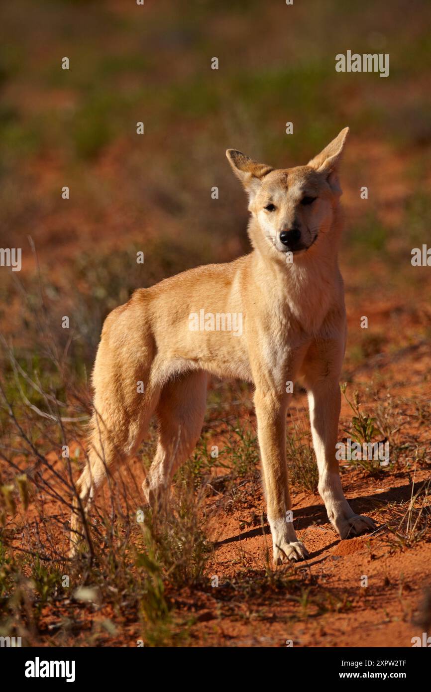Dingo (Canis lupus dingo), French Line, Simpson Desert, South Australia ...