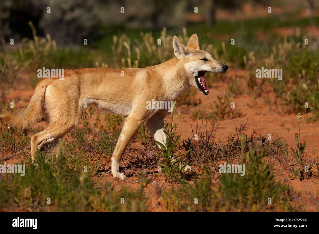 Dingo (Canis lupus dingo), French Line, Simpson Desert, South Australia ...