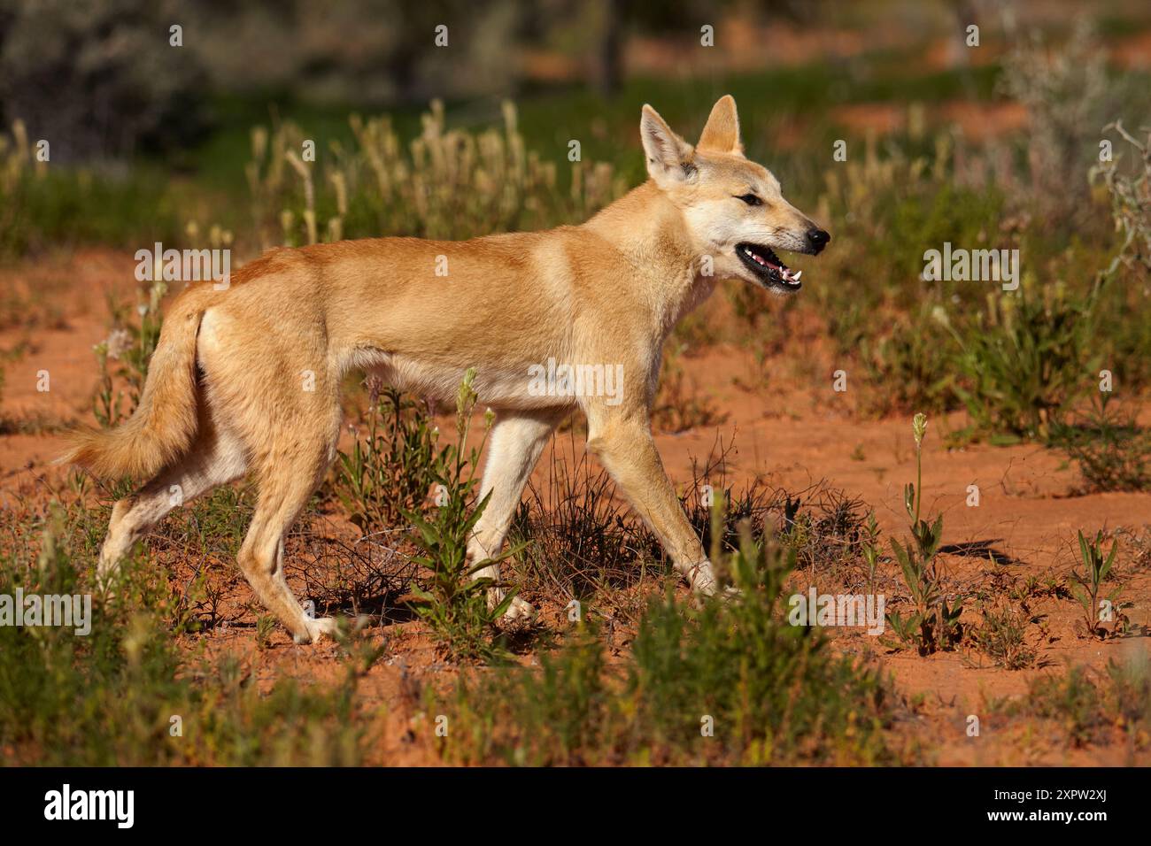 Dingo (Canis lupus dingo), French Line, Simpson Desert, South Australia ...