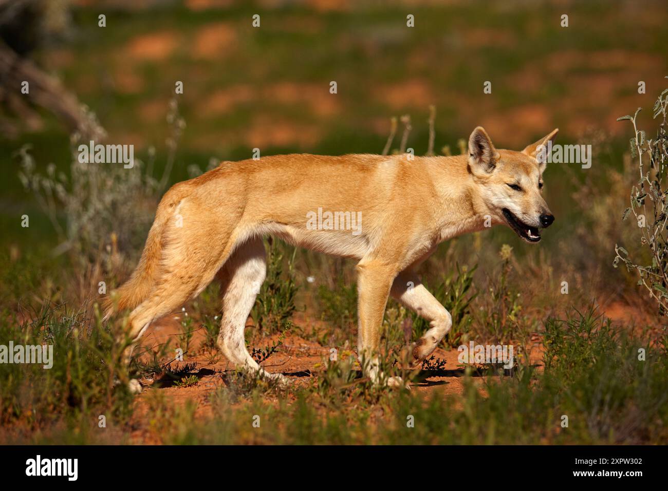 Dingo (Canis lupus dingo), French Line, Simpson Desert, South Australia ...