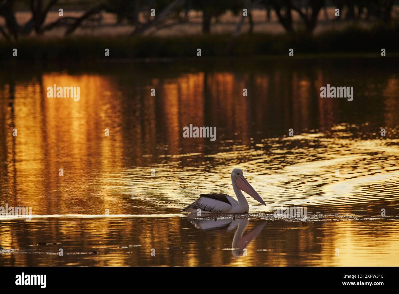 Australian Pelican (Pelecanus conspicillatus) at sunset, Lake Houdraman ...