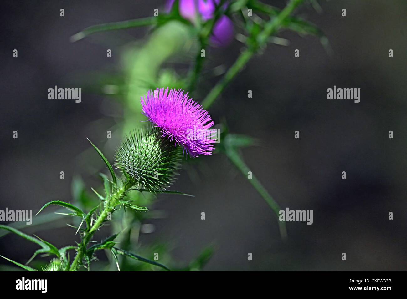 Bull Thistle in bloom in mid-summer in southern Michigan Stock Photo ...