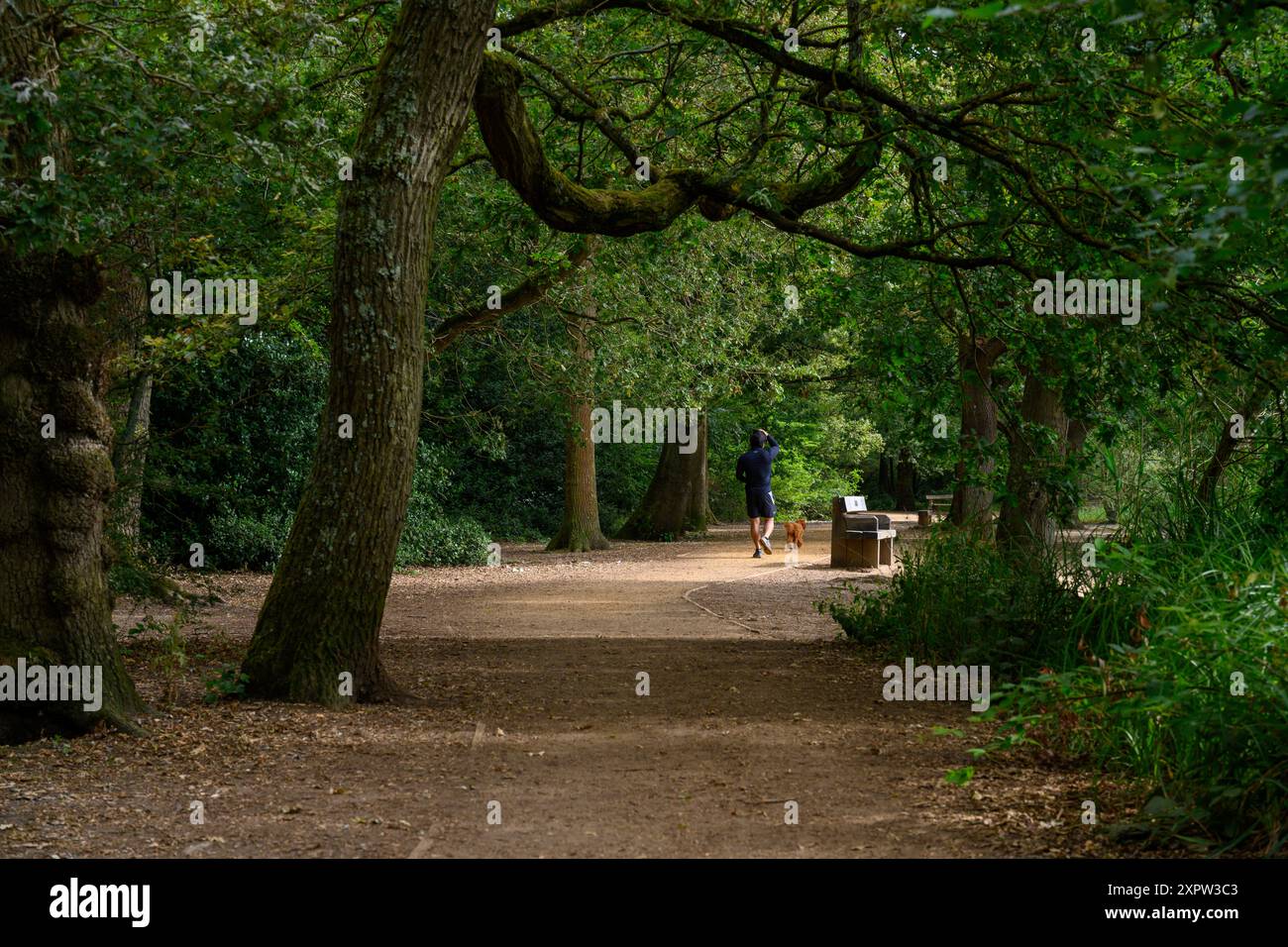 Connaught Water, Epping Forest, Essex, England, UK Stock Photo - Alamy
