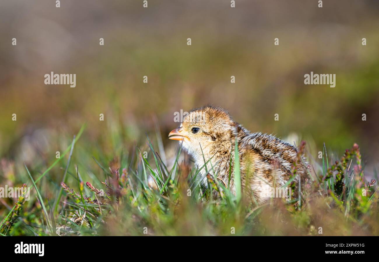 Chick of Red-legged Partridge, Alectoris rufa, North York Moors ...