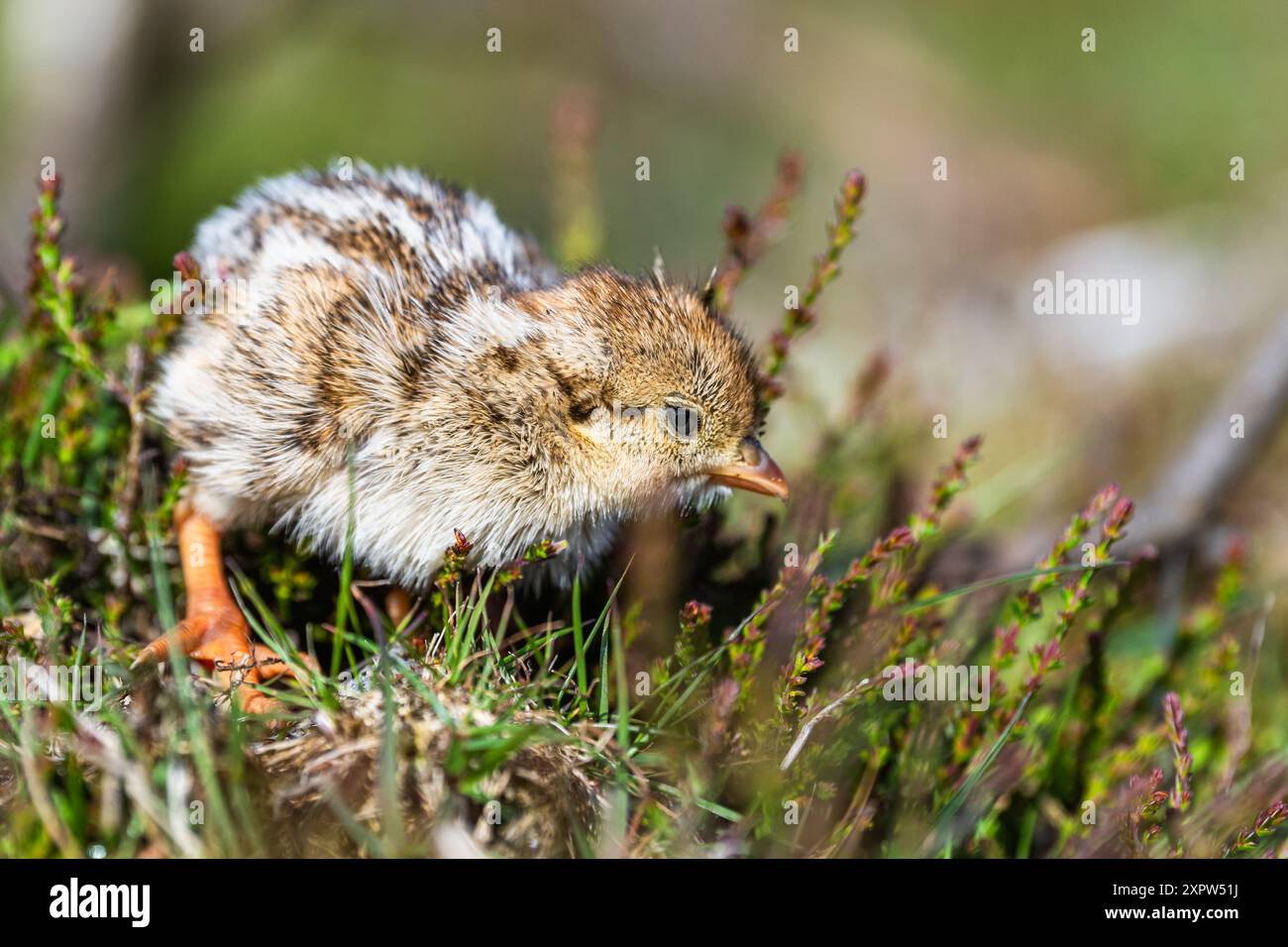 Chick of Red-legged Partridge, Alectoris rufa, North York Moors ...