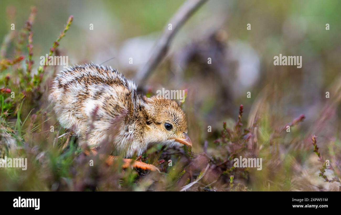 Chick of Red-legged Partridge, Alectoris rufa, North York Moors ...