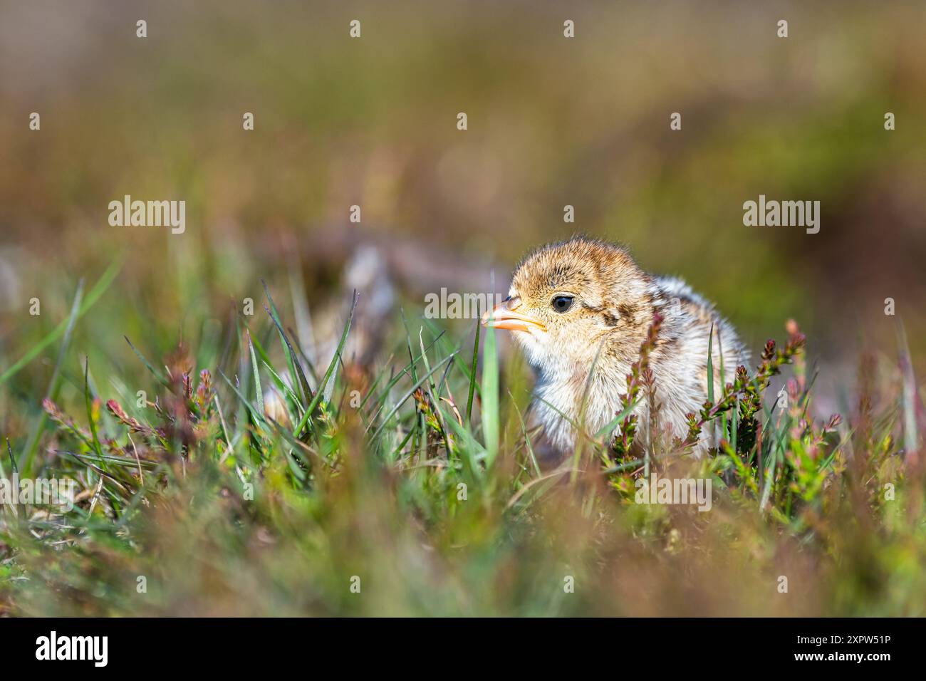Chick of Red-legged Partridge, Alectoris rufa, North York Moors ...