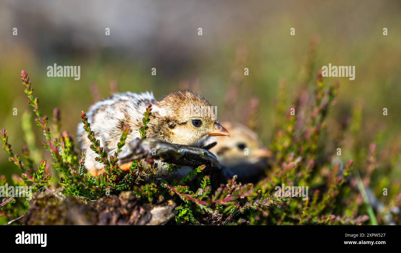 Chick of Red-legged Partridge, Alectoris rufa, North York Moors ...