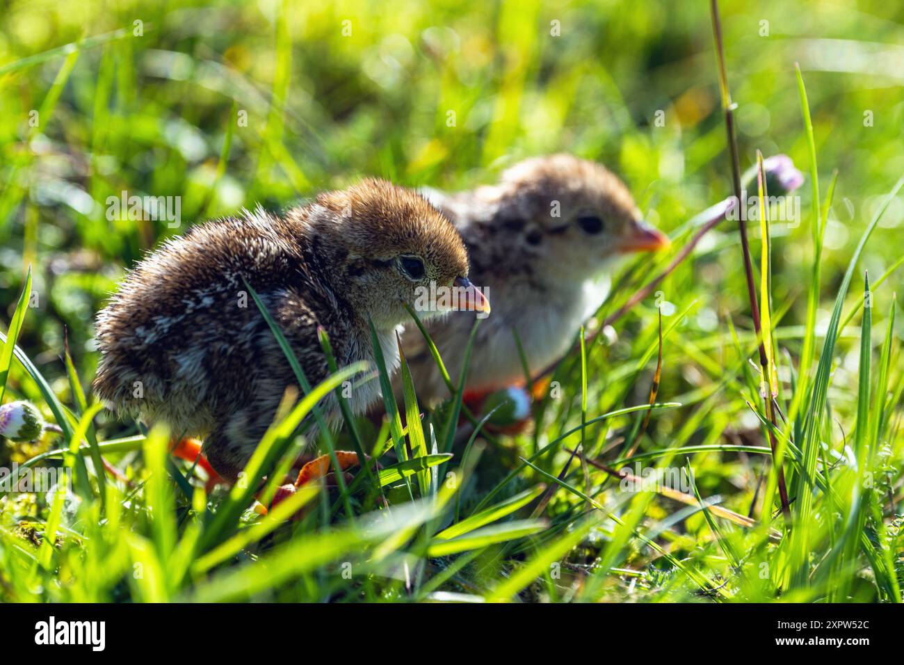 Chick of Red-legged Partridge, Alectoris rufa, North York Moors ...