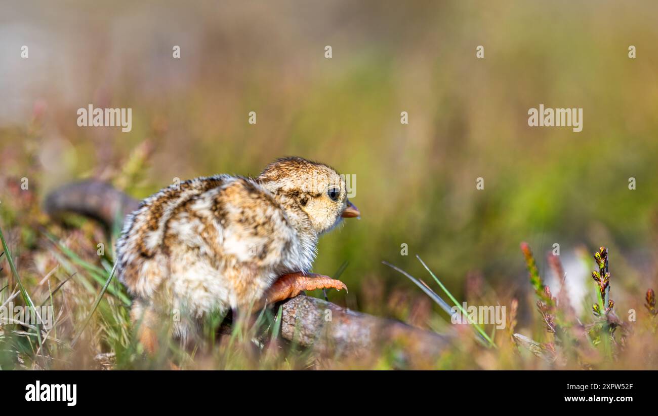 Chick of Red-legged Partridge, Alectoris rufa, North York Moors ...