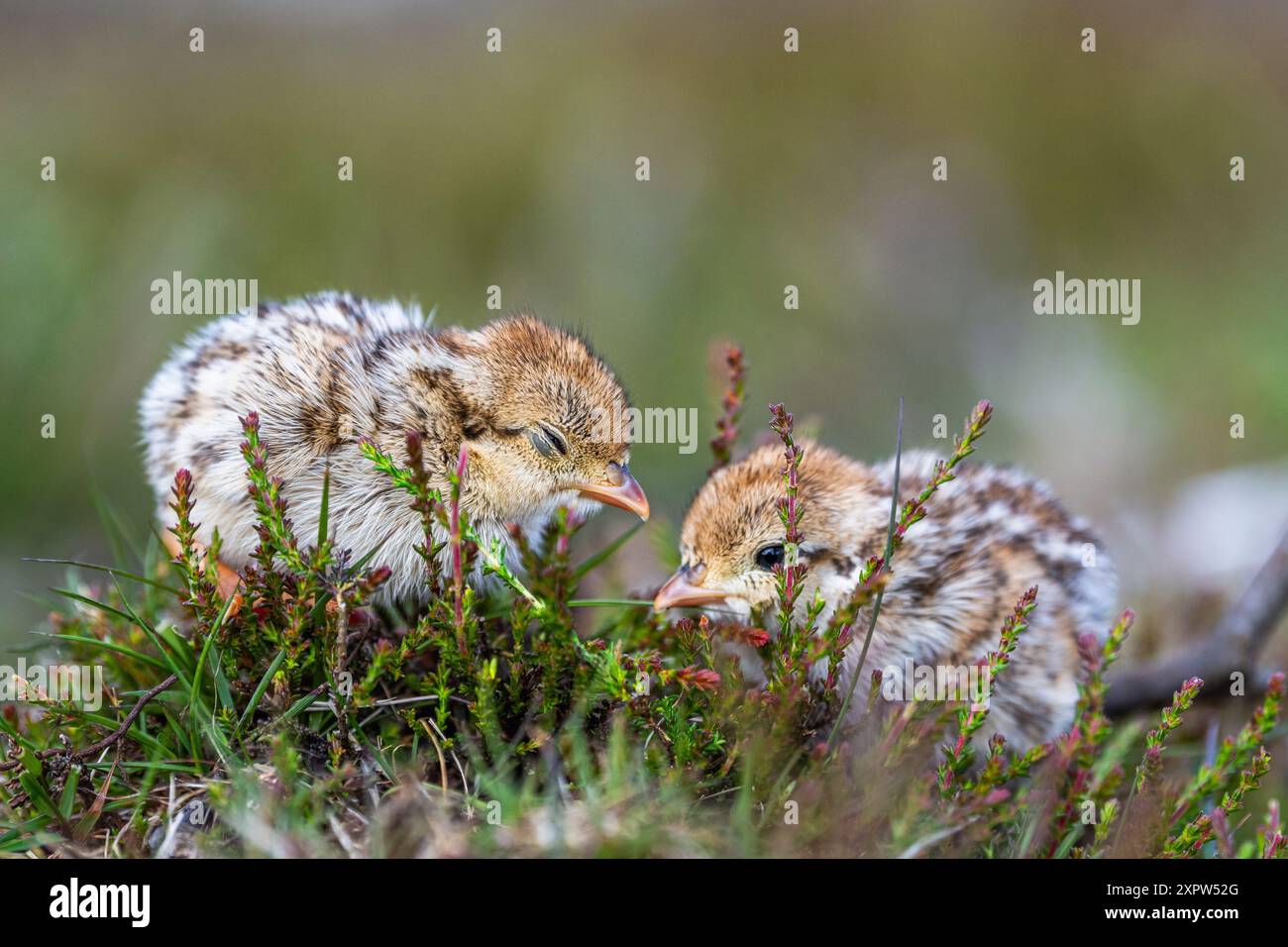 Chick of Red-legged Partridge, Alectoris rufa, North York Moors ...