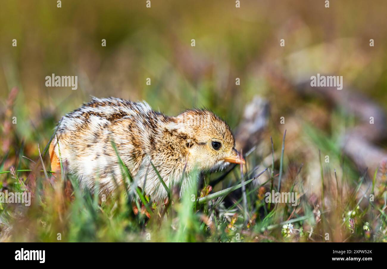Chick of Red-legged Partridge, Alectoris rufa, North York Moors ...