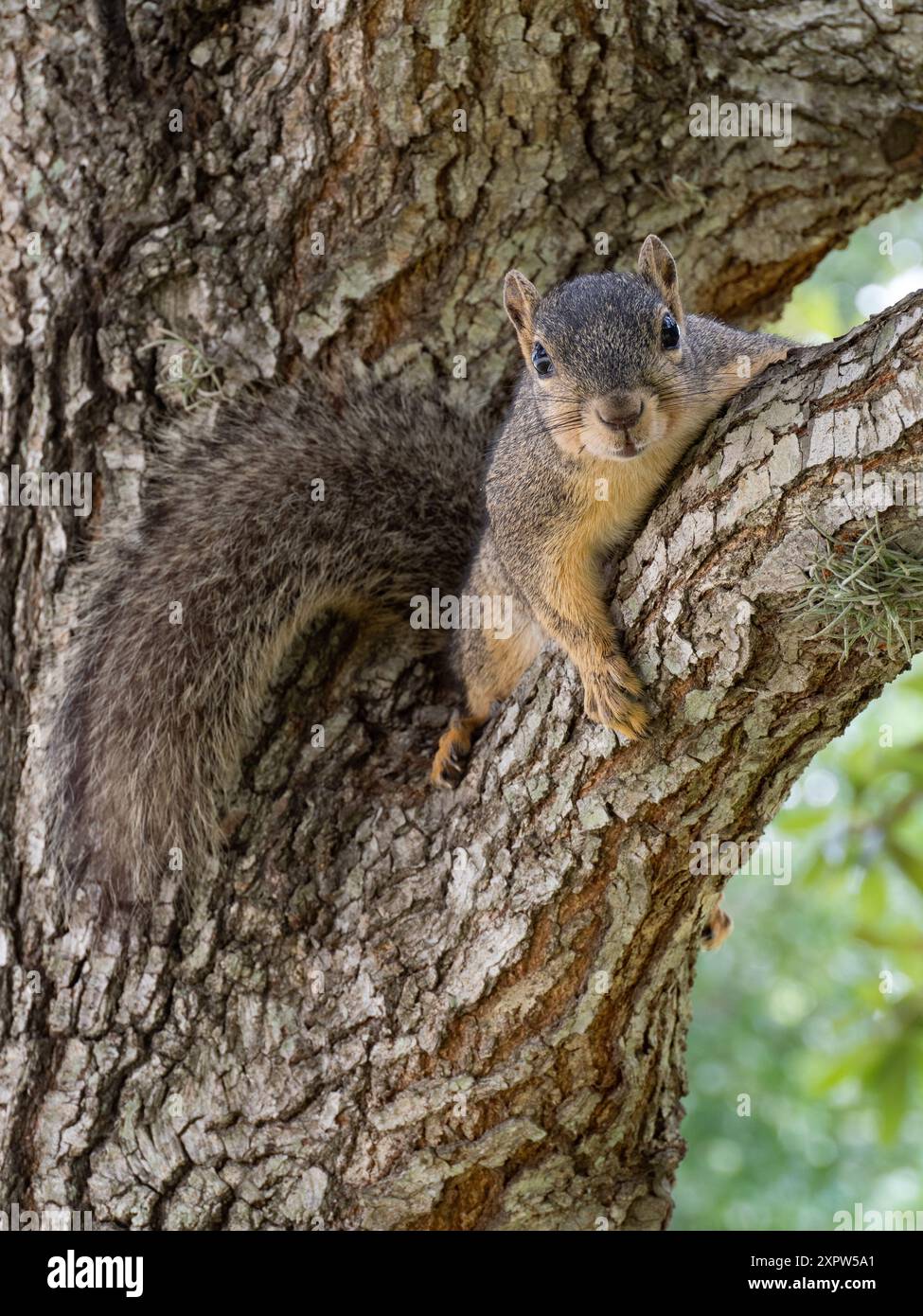 Shallow dep hi-res stock photography and images - Alamy