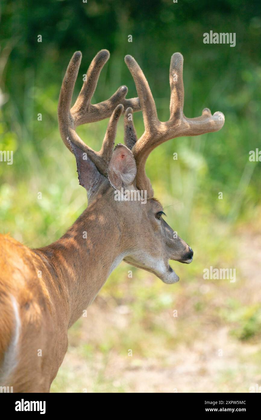 A ten-point white-tailed deer buck eats from a tree in Sandy Hook, New ...