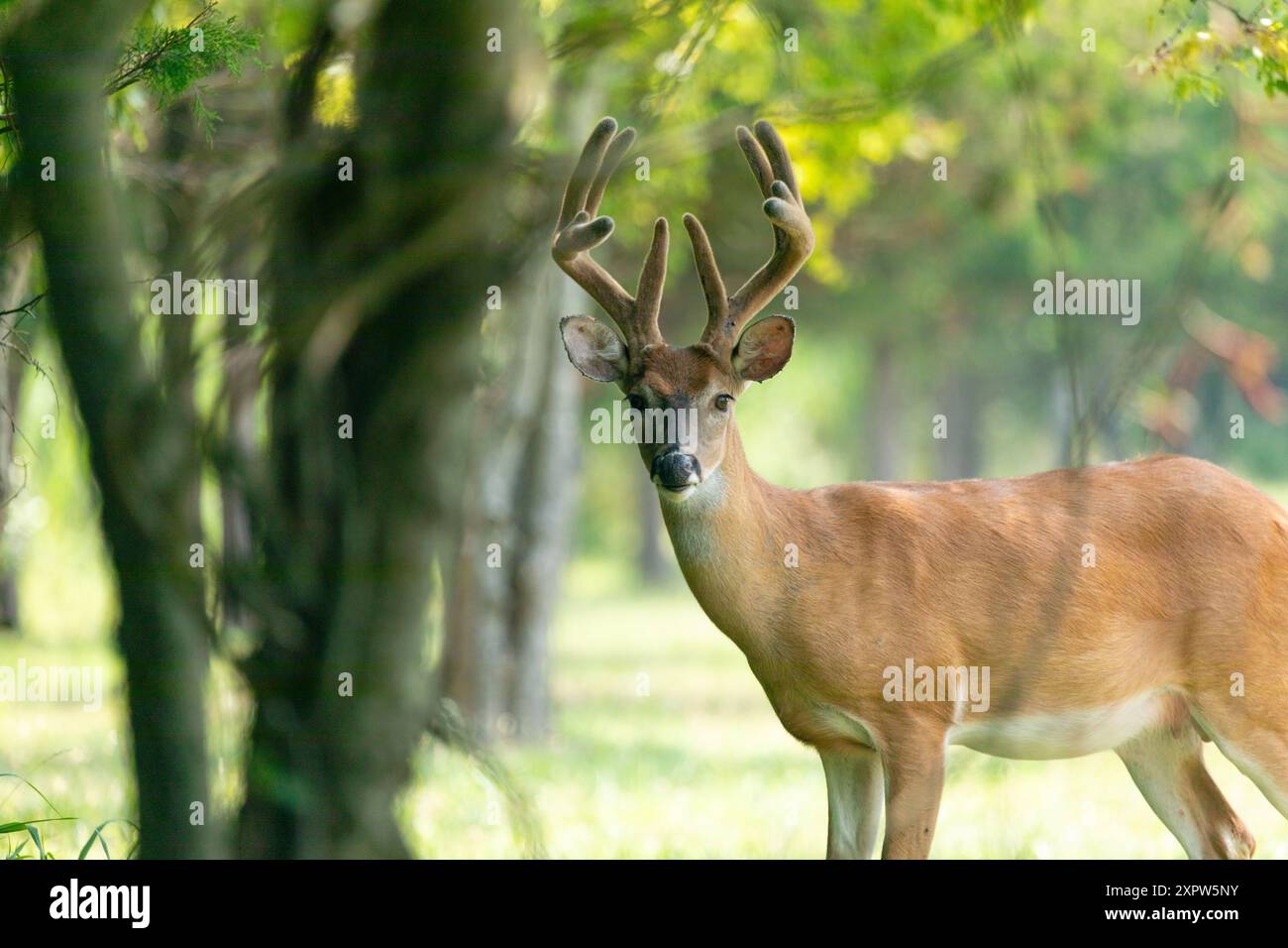 A ten-point white-tailed deer buck eats from a tree in Sandy Hook, New ...