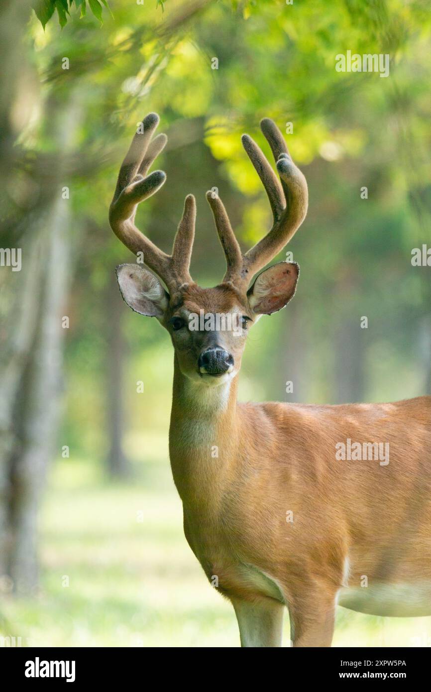 A ten-point white-tailed deer buck eats from a tree in Sandy Hook, New ...