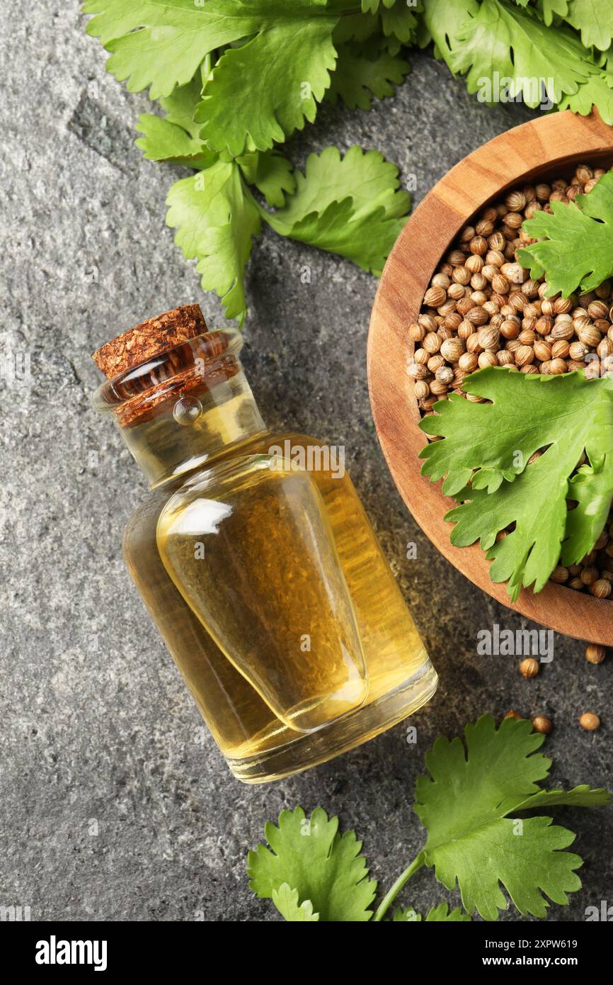 Coriander essential oil, seeds and green leaves on grey table, top view ...