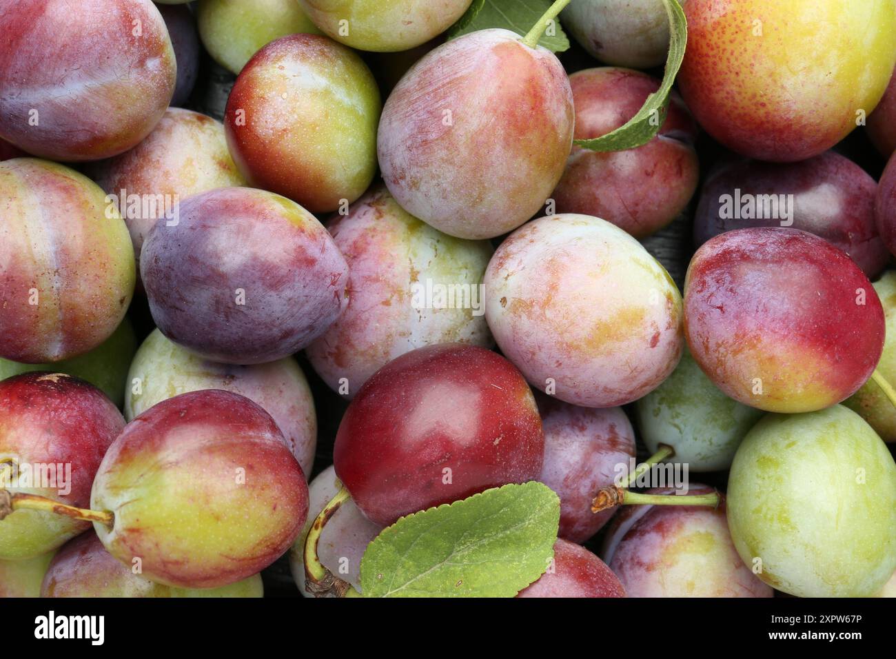 Many fresh plums and leaves as background, top view Stock Photo - Alamy