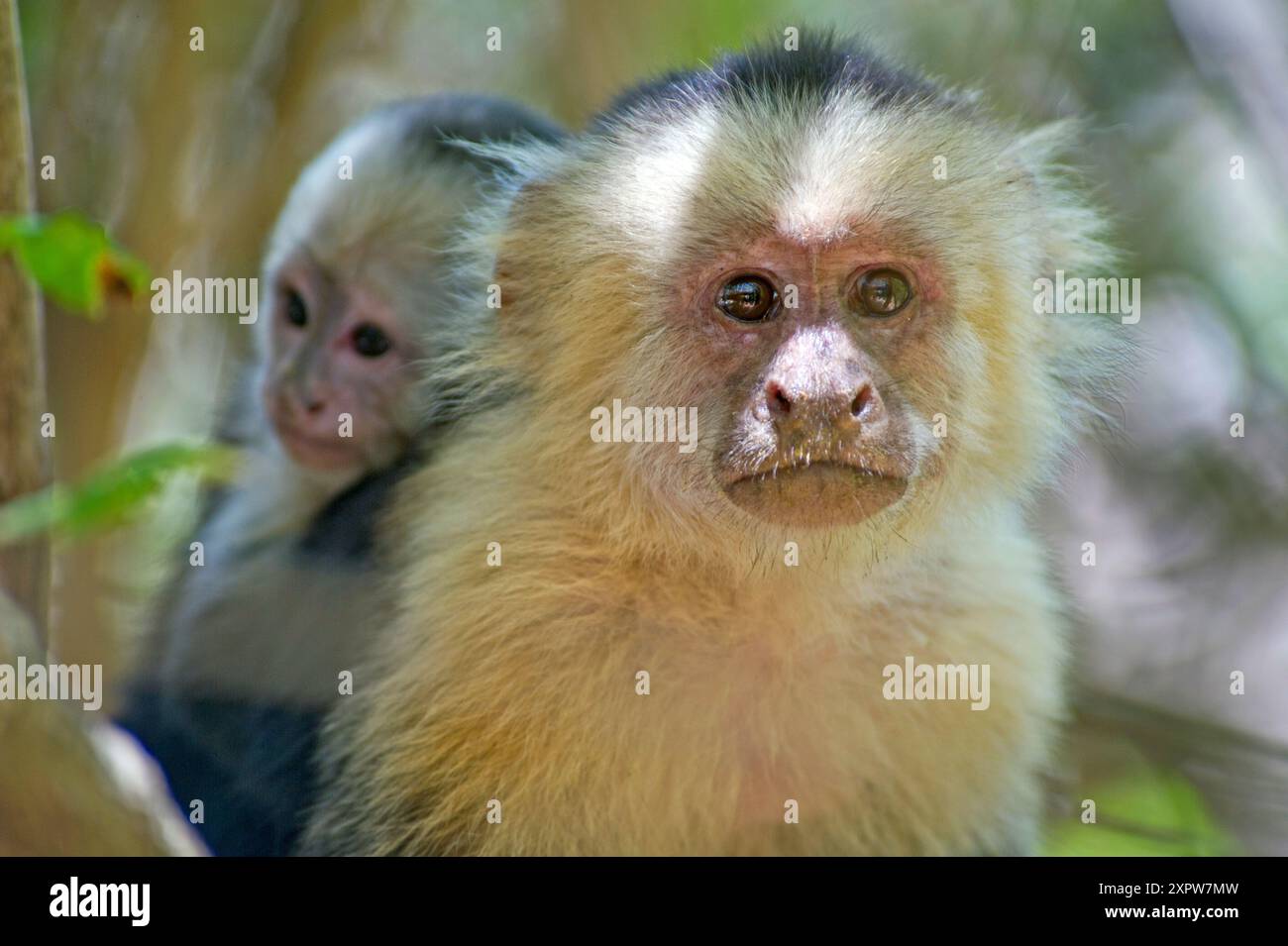White-headed capuchin (Cebus capucinus) monkey carrying a cub on its ...