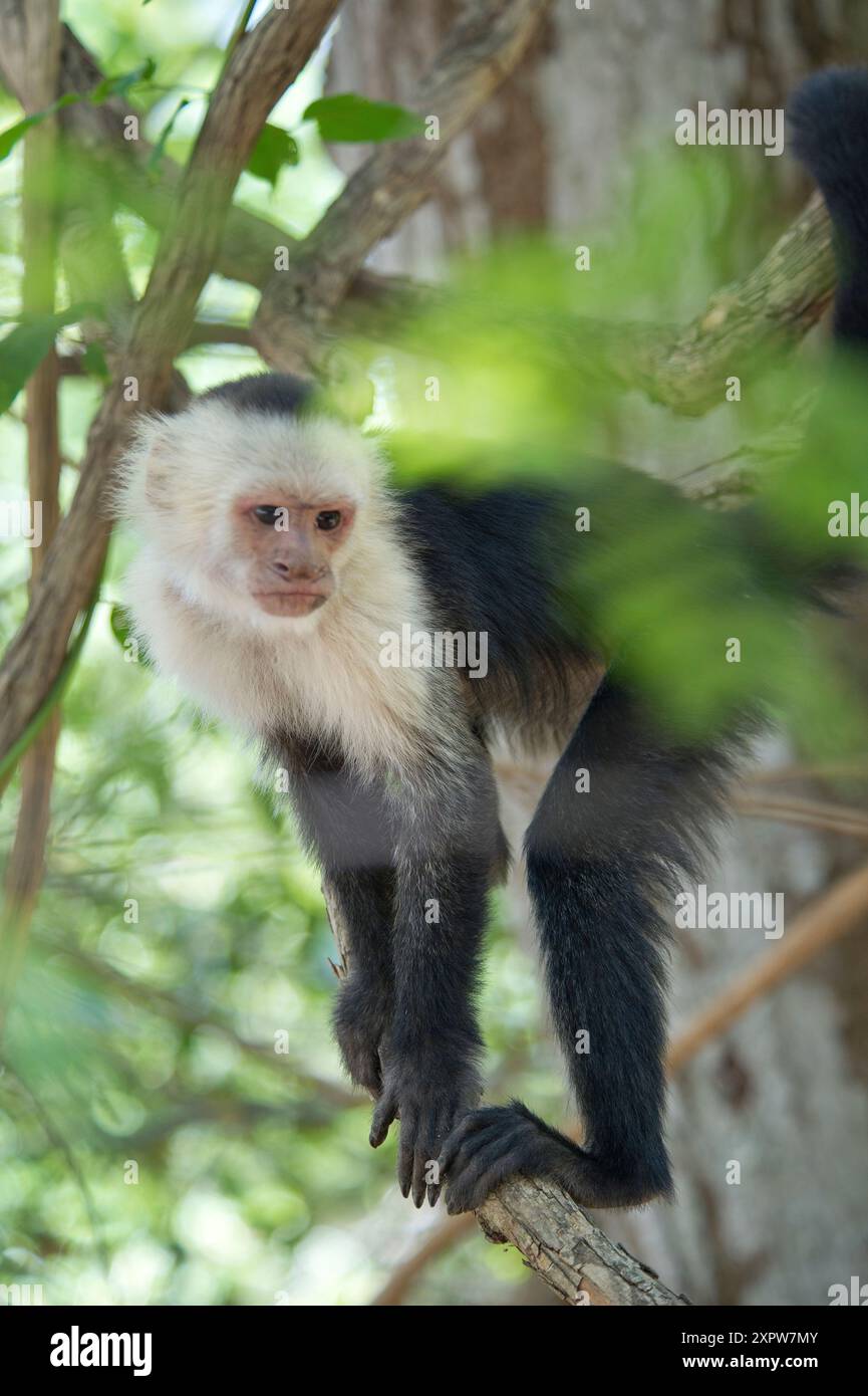 White-headed capuchin (Cebus capucinus) monkey in the jungle of Costa ...