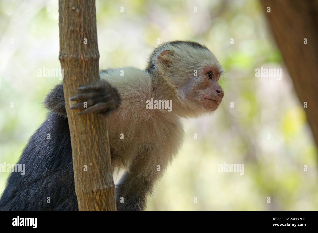 White headed capuchin cebus hi-res stock photography and images - Alamy