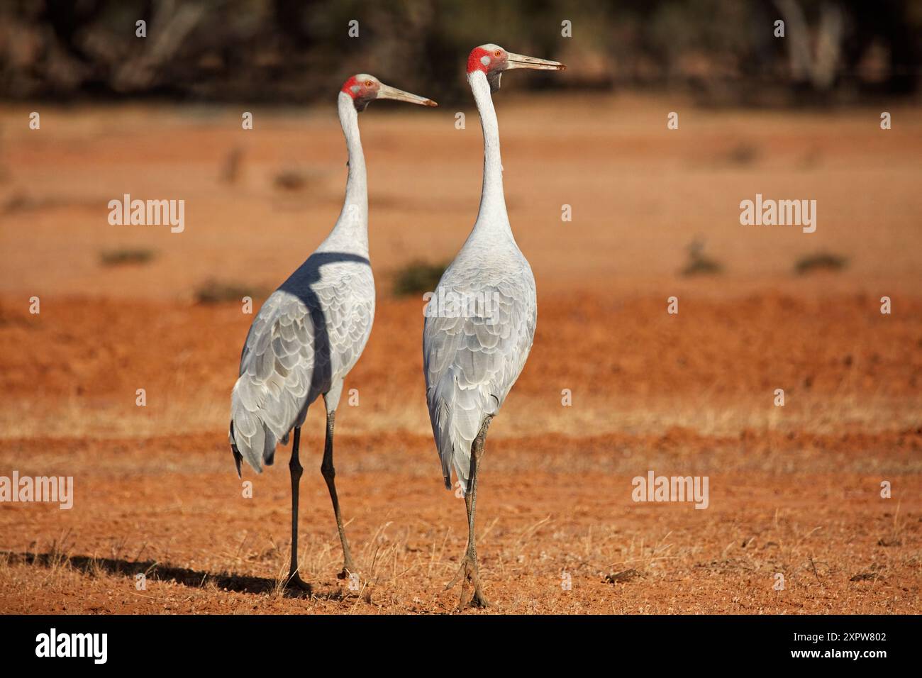 Brolgas ( Grus rubicunda ) Quilpie, outback Queensland, Australia Stock ...