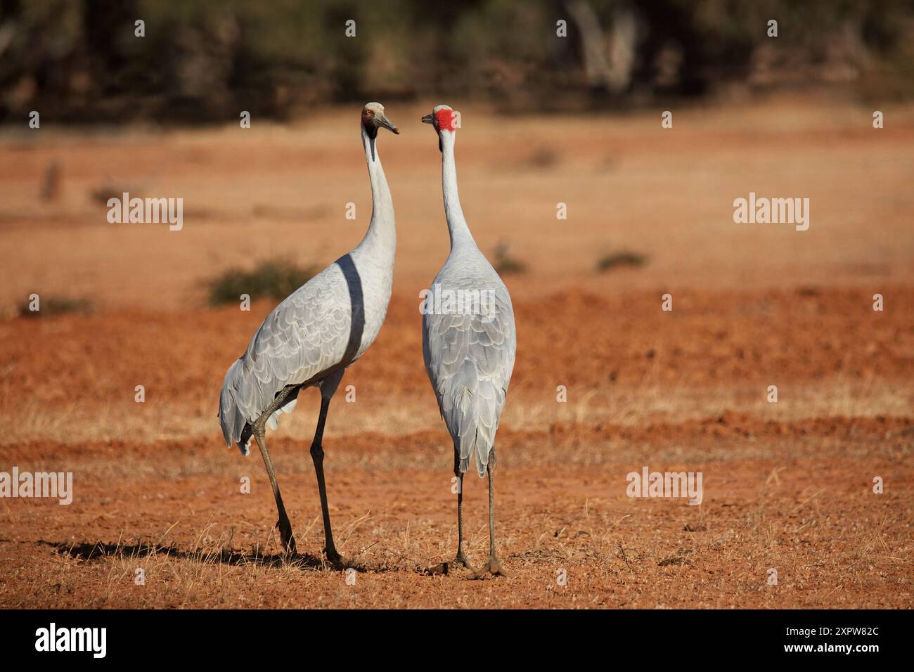 Brolgas ( Grus rubicunda ) Quilpie, outback Queensland, Australia Stock ...