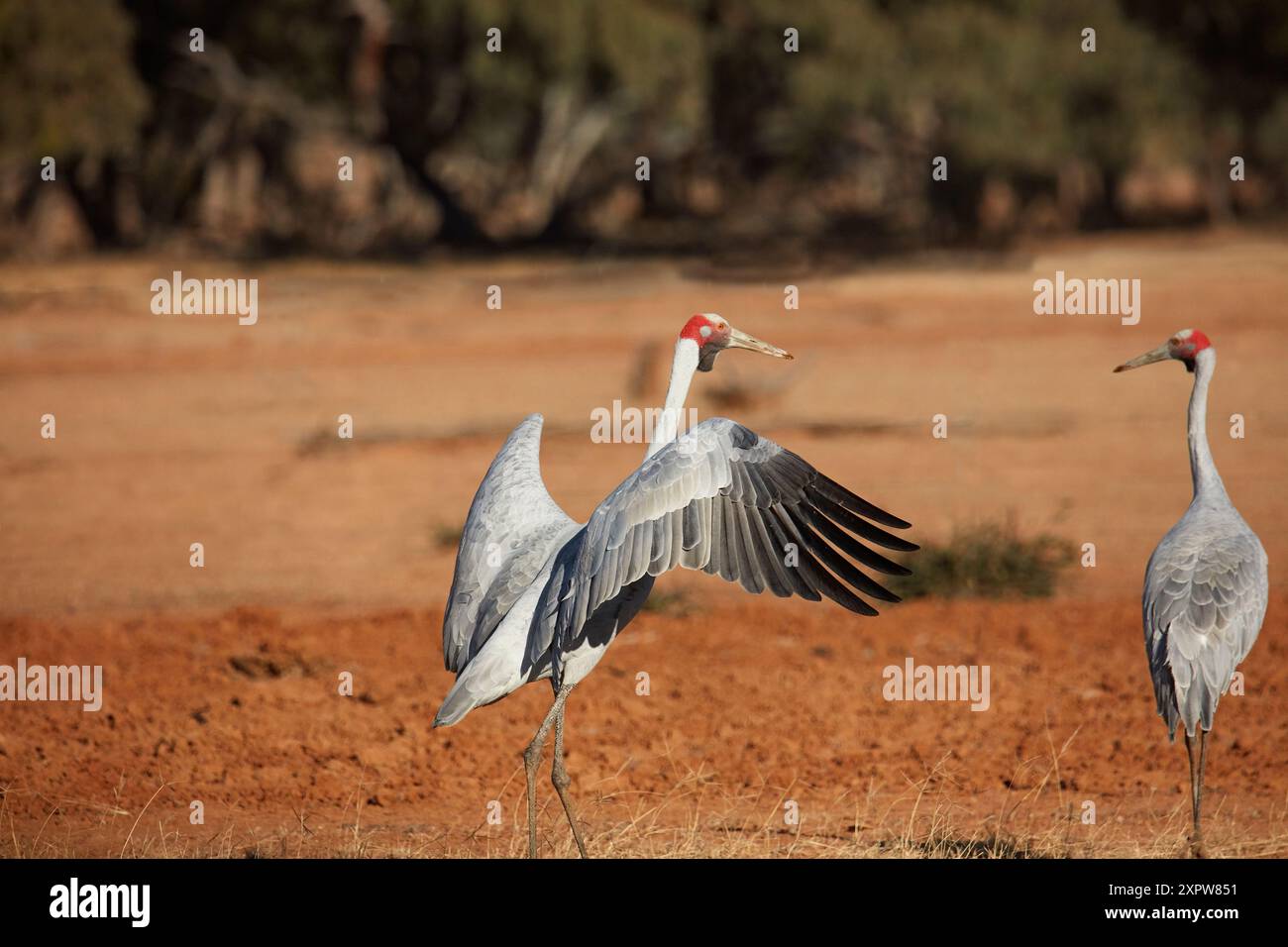 Brolgas ( Grus rubicunda ) Quilpie, outback Queensland, Australia Stock ...