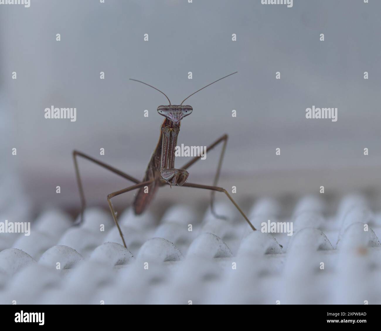 Chinese Mantis (Tenodera sinensis Stock Photo - Alamy