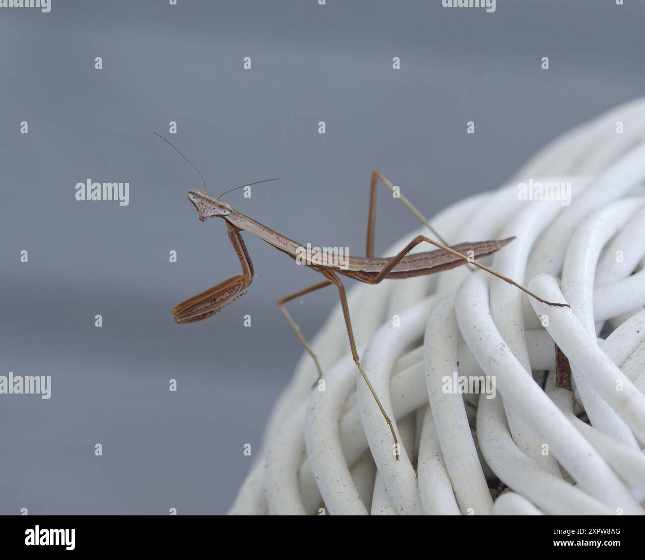 Praying mantis alien insect hi-res stock photography and images - Alamy